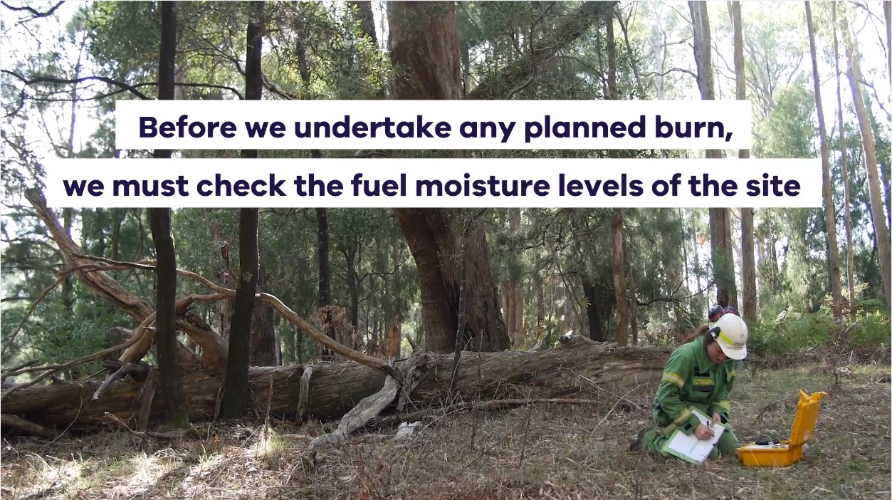 Checking fuel moisture levels before a planned burn